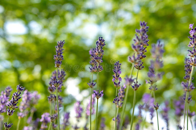 Levander stock image. Image of green, agriculture, meadow - 42742825