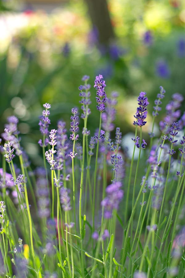 Levander stock photo. Image of farm, flower, landscape - 58207112