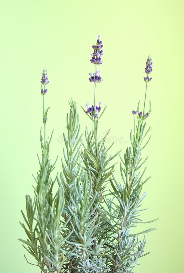 Levander stock image. Image of colourful, flower, plants - 53315631