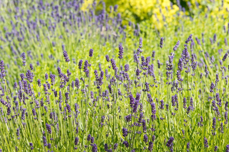 Levander stock image. Image of colourful, flower, plants - 53315631