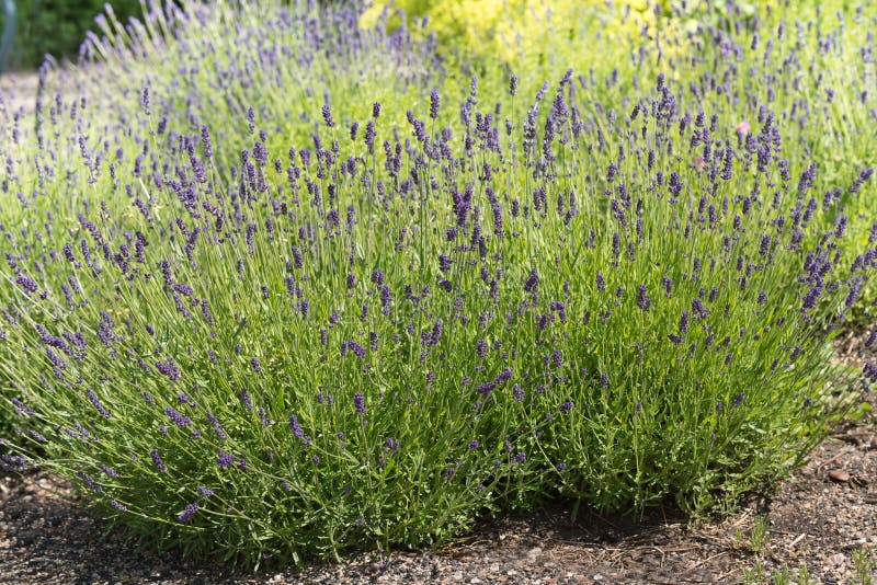 Levander stock photo. Image of macro, herbal, levander - 41454432