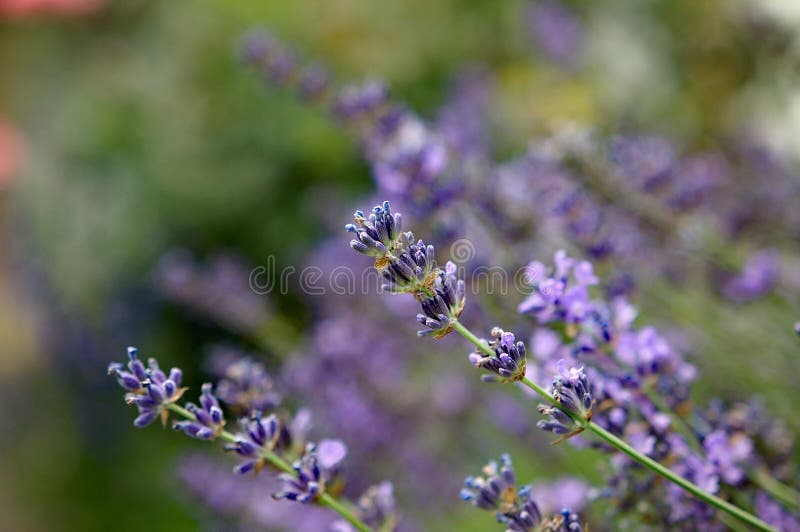 Levander stock image. Image of blossom, floral, flower - 42057557