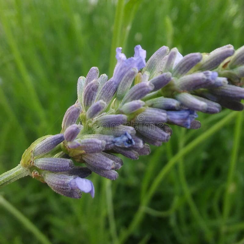 Levander in summer stock photo. Image of blooming, scent - 96587970