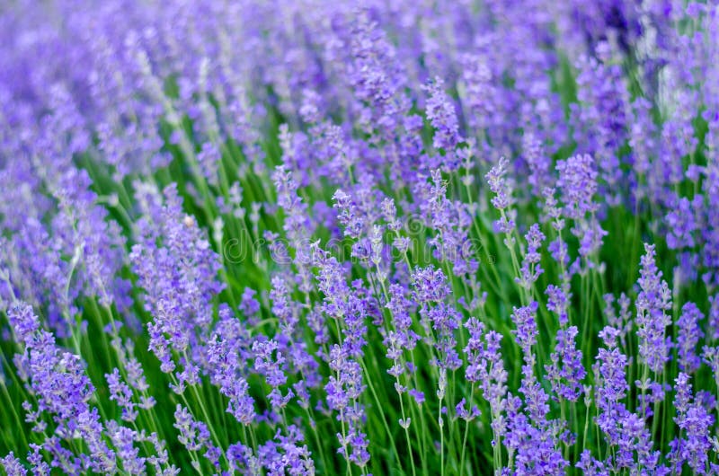 Levander stock image. Image of herb, meadow, flower, lavender - 41587155