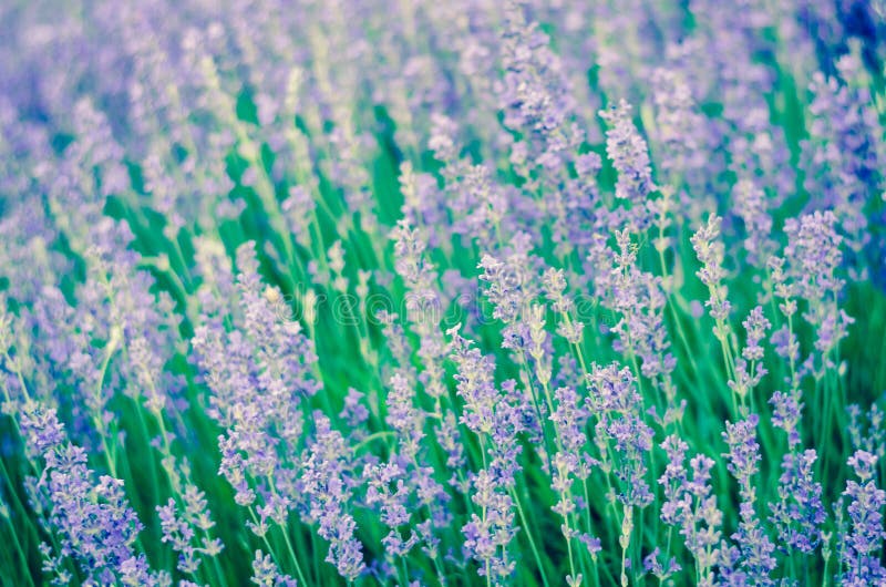 Levander stock photo. Image of medicine, levander, retro - 41587296