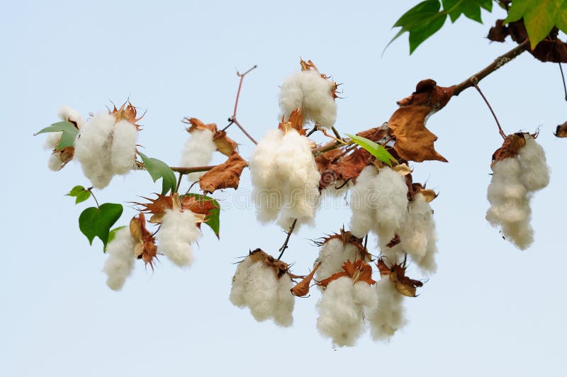 Levant Cotton Gossypium Herbaceum Stock Photo - Image of blue, white ...