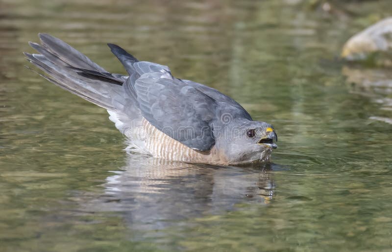 Levant Sparrow Hawk stock photo. Image of pair, kingfisher - 258353980