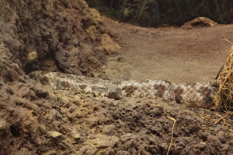 Levant viper stock image. Image of blunt, lying, reptile - 23246521