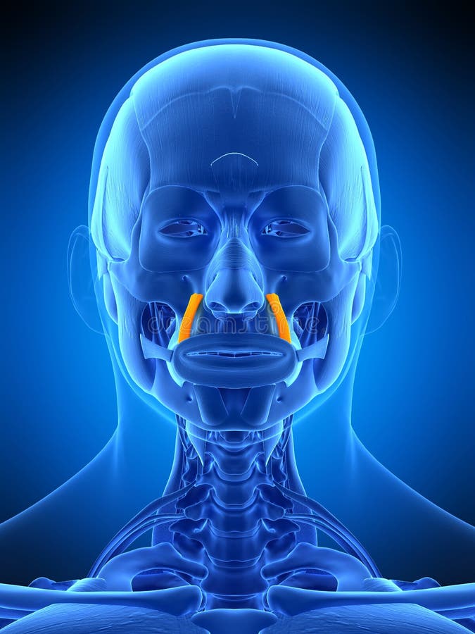 The Levator Anguli Oris stock illustration. Illustration of facial ...