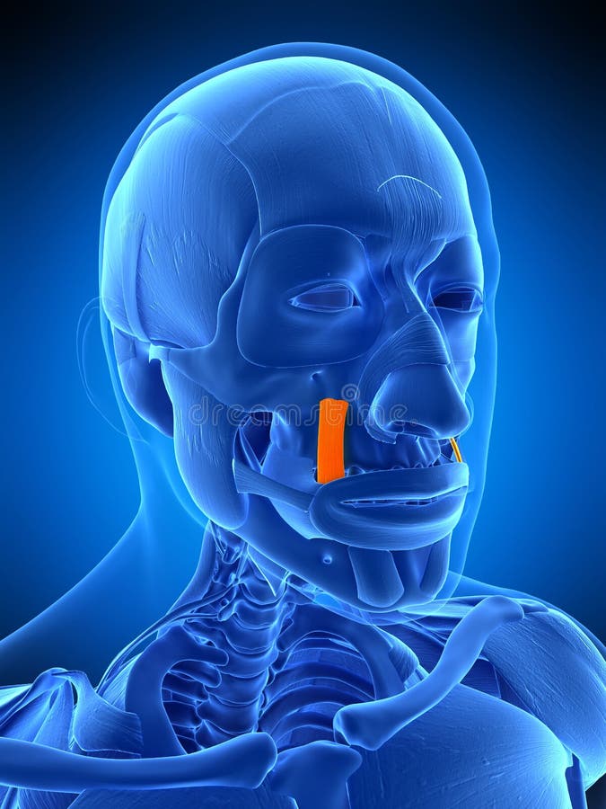 The levator anguli oris stock illustration. Illustration of artwork ...