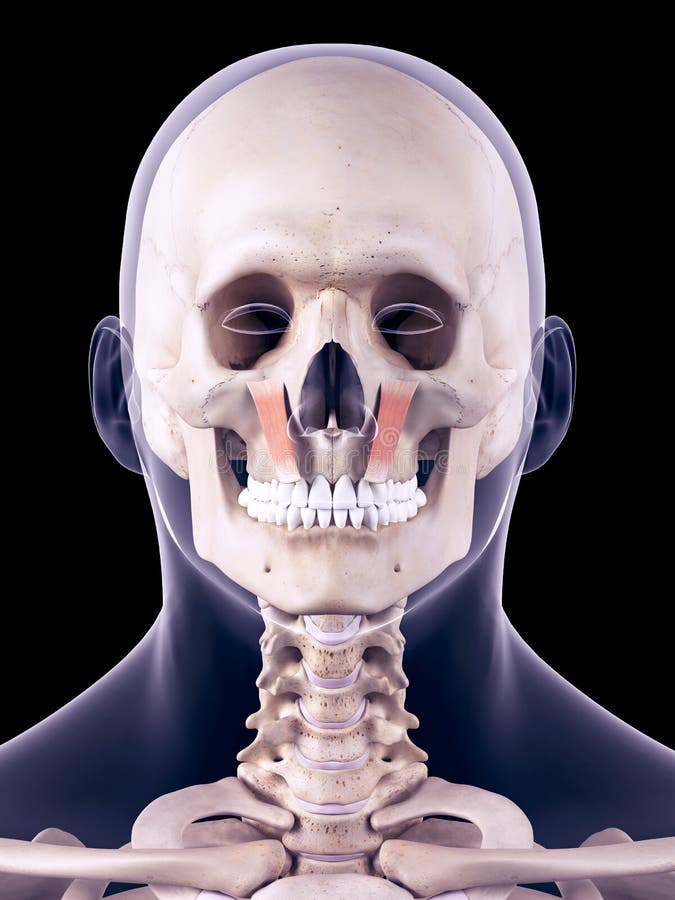 The Levator Labii Superioris Stock Illustration - Illustration of ...