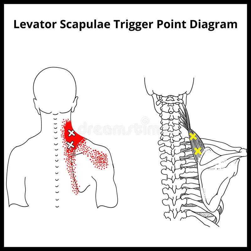 Levator Scapulae Stock Illustrations – 316 Levator Scapulae Stock ...