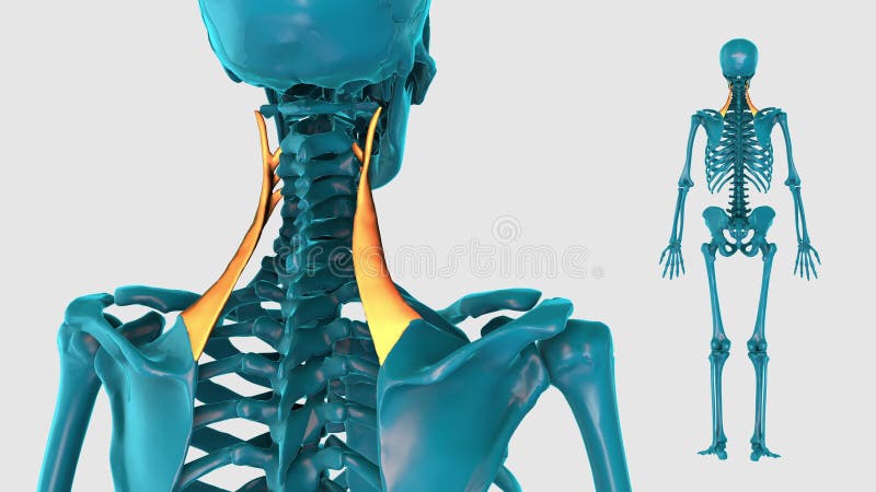 Levator Scapulae on a White Background - 3D Model Stock Video - Video ...