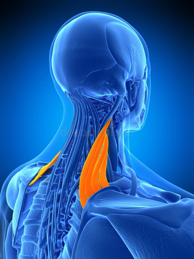 Levator scapularis 库存例证. 插画 包括有 后部, 生物, 爱好健美者, 概要, 图象 - 57548297