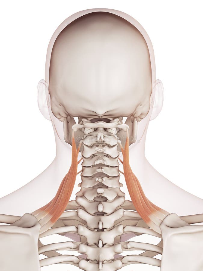 Levator Stock Illustrations – 739 Levator Stock Illustrations, Vectors ...