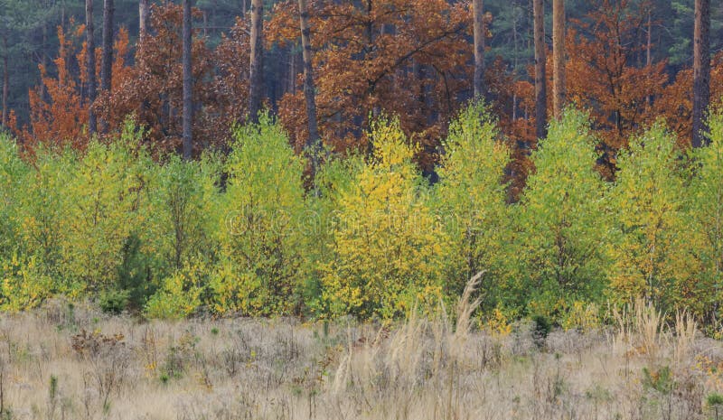 Levels of Autumn Colours in Forest Stock Image - Image of tree, forest ...