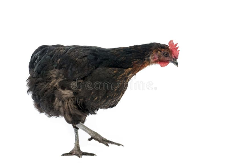 Roodharige Van De Kippen Bekijkt Het Levende Vogel Drie Eieren Stock ...