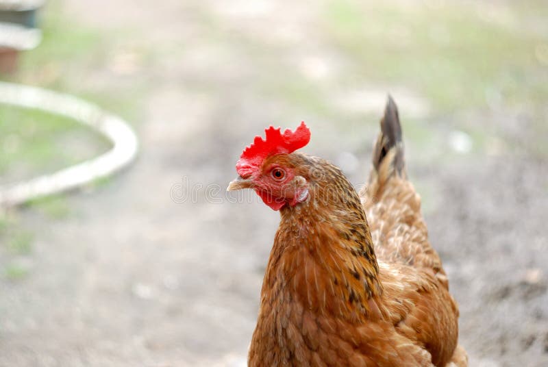 Één Levende Kip Van Gemiddelde Lengte Op Wit Stock Foto - Image of ...