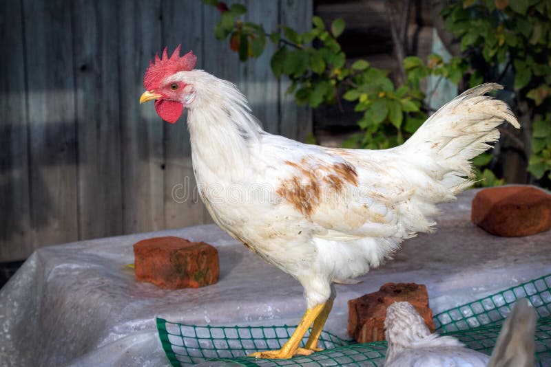 Levende kip stock afbeelding. Afbeelding bestaande uit verticaal - 30391983