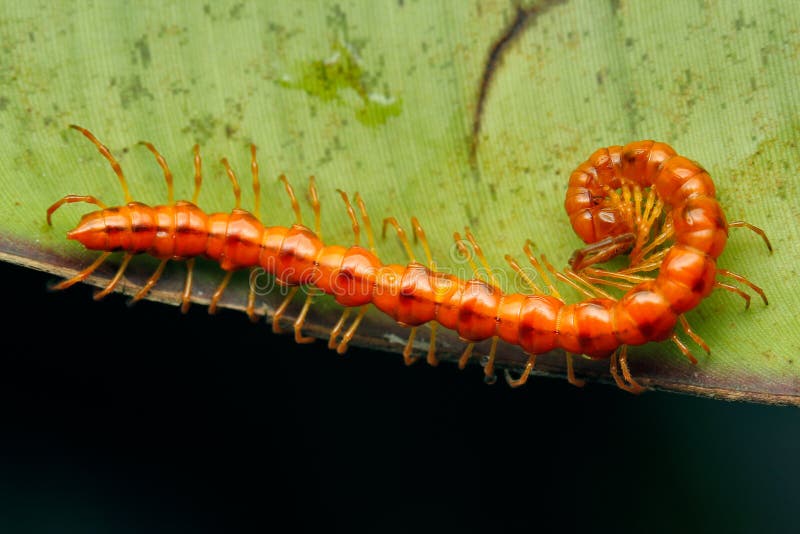 Levendige Rode Duizendpoot stock foto. Afbeelding bestaande uit ...