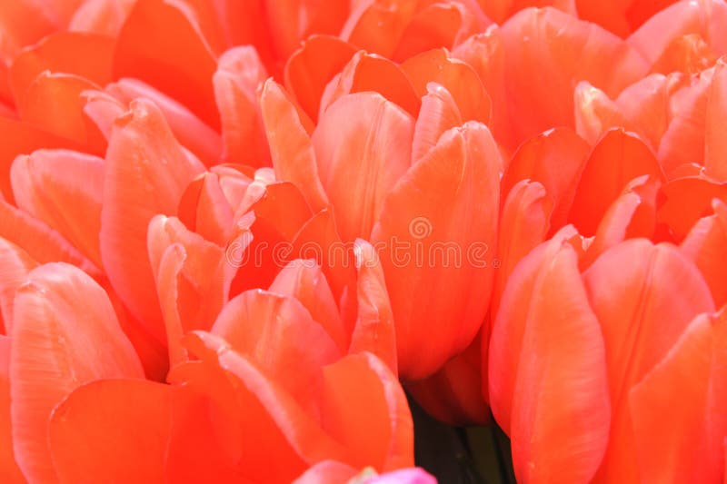 Levendige Rode Roze Tulpen Turkse Lale Stock Afbeelding - Image of vers ...