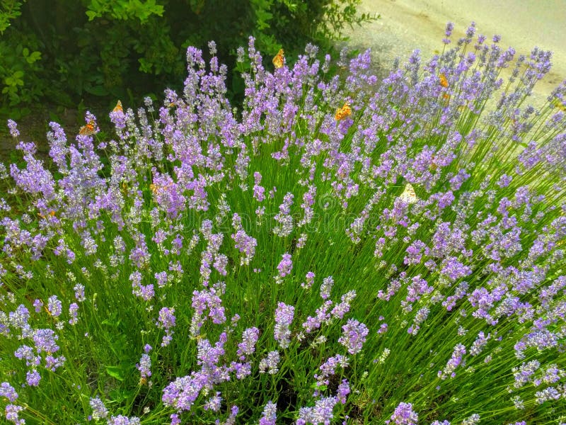 Levendula stock image. Image of levendula, flowers, plants - 173933489