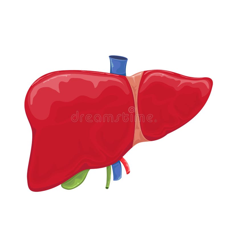 Menselijke Leveranatomie Medische Wetenschaps Vectorillustratie Interne ...