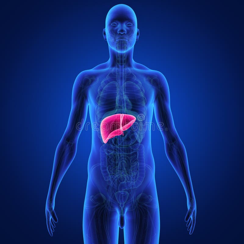 Lever stock illustratie. Illustration of gezondheid, biologie - 46119580