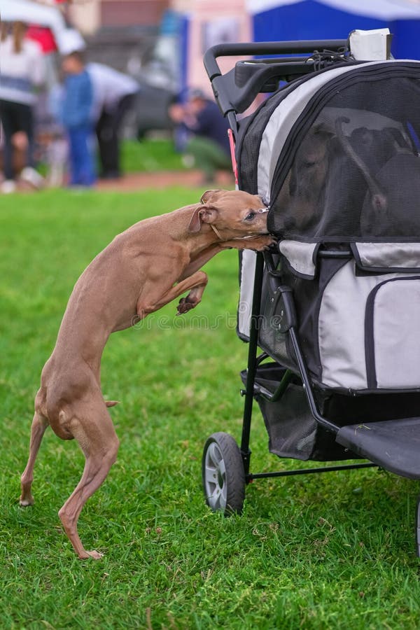 Leverette Dog Thrusts His Muzzle into the Stroller with His Relatives ...