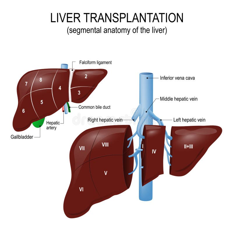 Levertransplantation. Segmentell Anatomi Av Levern Vektor ...