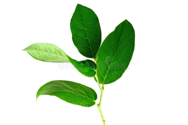 Leves stock photo. Image of energy, tranquil, foliage - 7818106