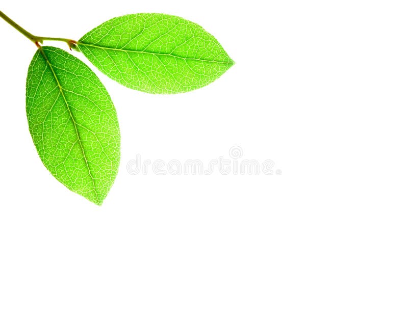 Leves stock photo. Image of energy, tranquil, foliage - 7818106