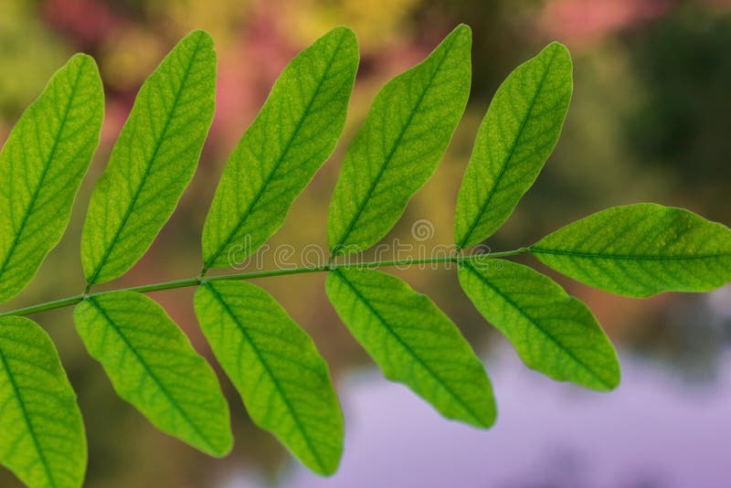 Leves stock image. Image of green, leaves, leaf, beautiful - 75577475