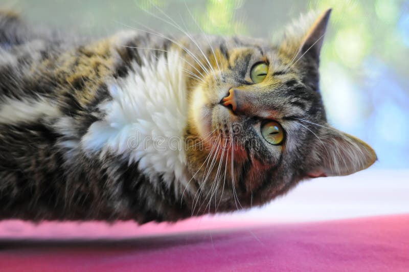 Levitating Cat stock image. Image of lonesome, kitten - 15202085