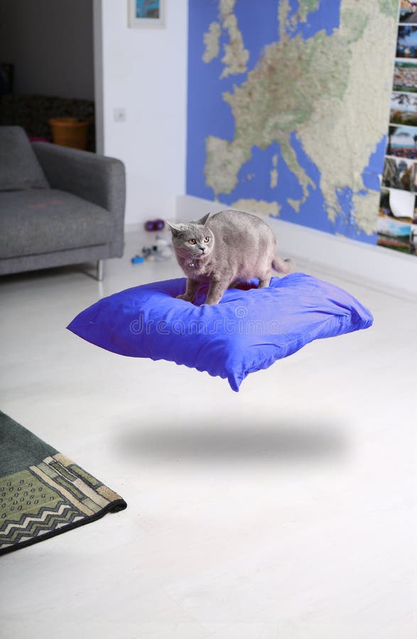 Cat Levitating Stock Photos - Free & Royalty-Free Stock Photos from ...