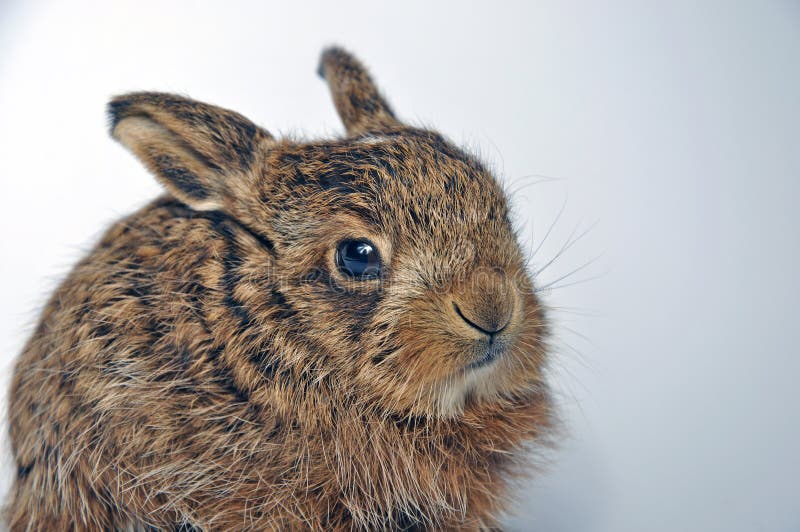 Levraut image stock. Image du sauvage, lièvres, européen - 35855429