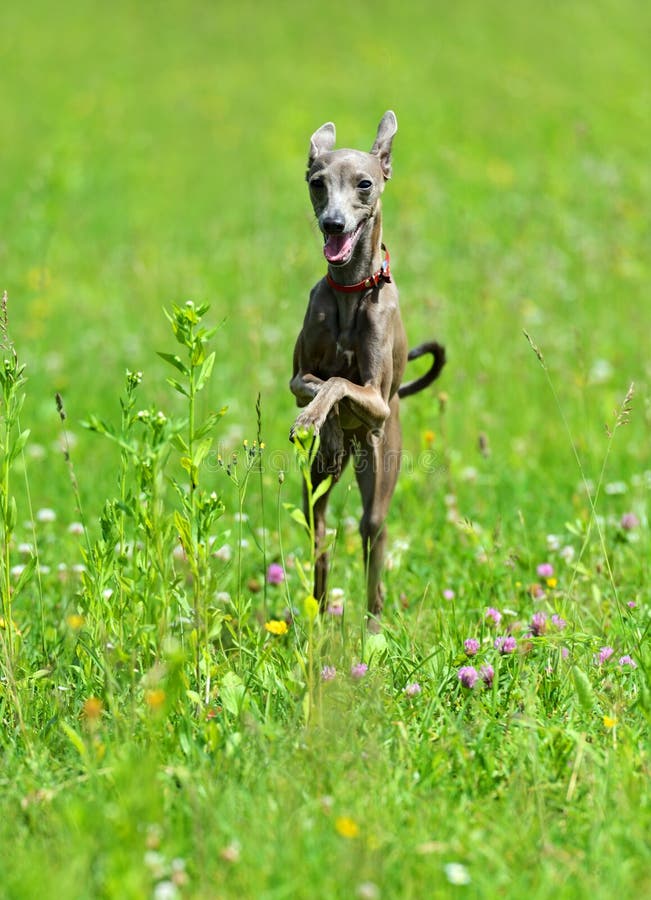 Levretka stock photo. Image of animals, obedient, habitat - 31712670