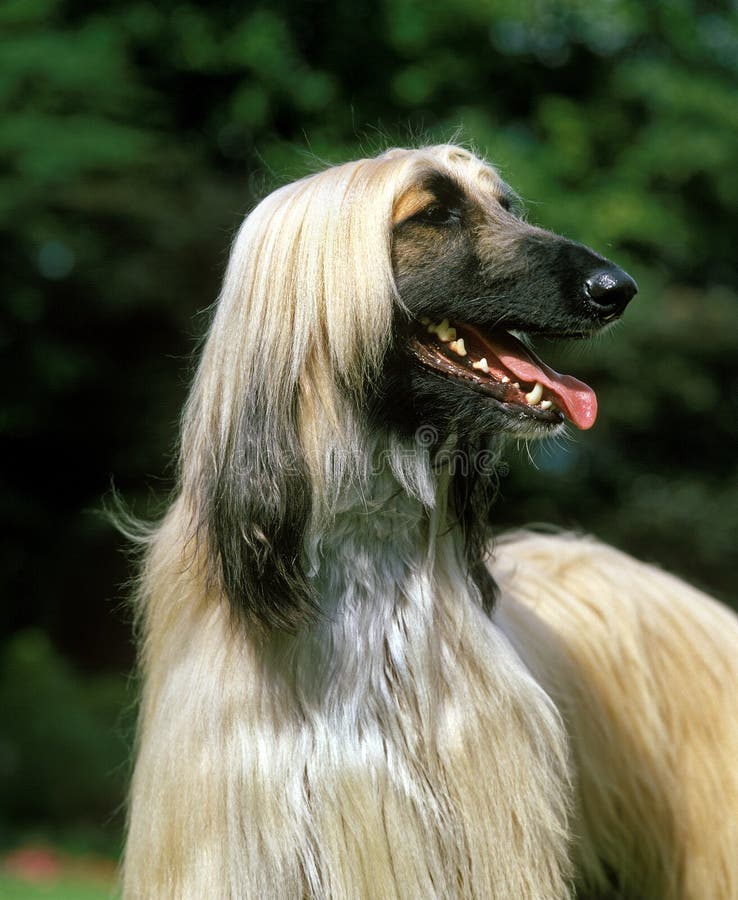 Levrier afghan stock image. Image of afghan, mammal - 171481023