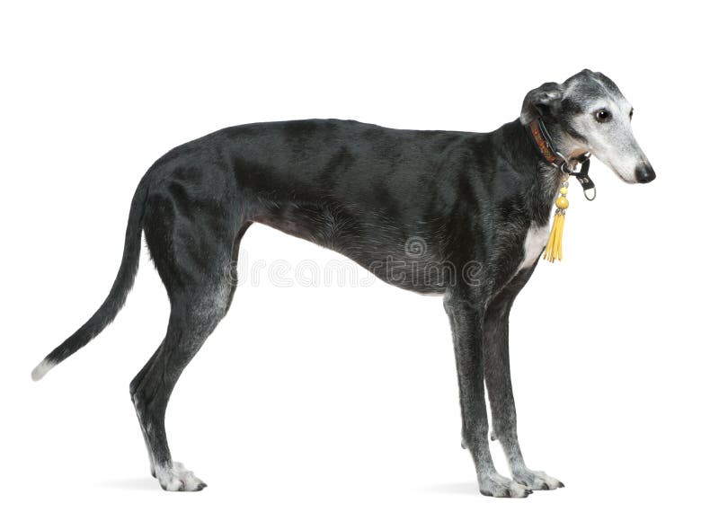 Levrier Espagnol Stock Photos - Free & Royalty-Free Stock Photos from ...