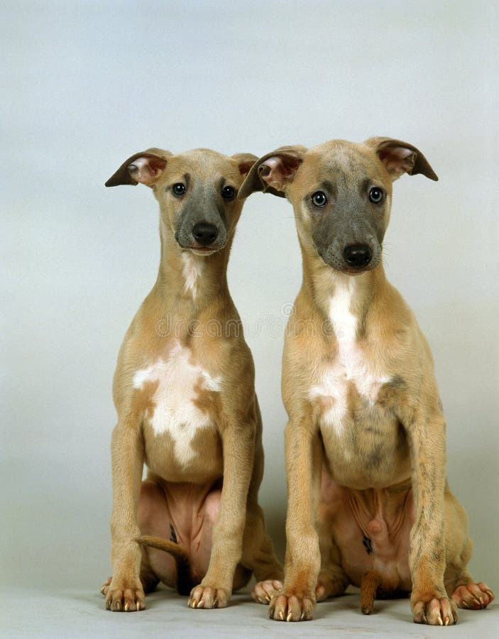 Levrier whippet stock image. Image of greyhound, view - 170741995
