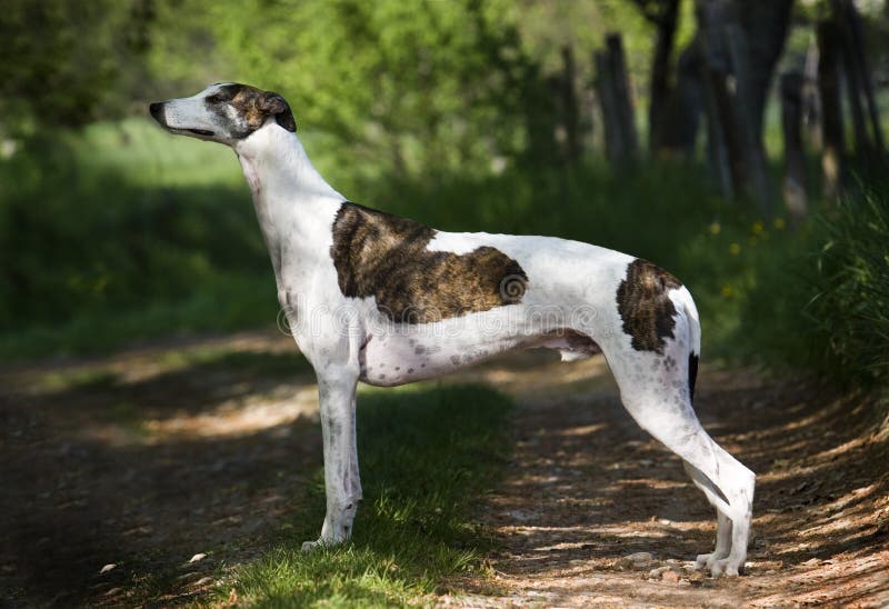 Borzoi Russo, Condizione Del Cane Del Levriero Immagine Stock ...