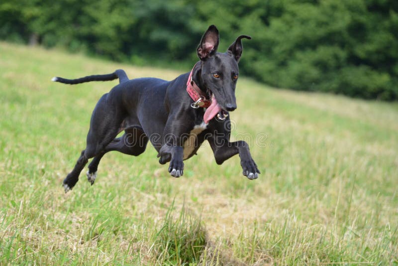 Cane Della Razza Del Levriero Immagine Stock - Immagine di particolare ...