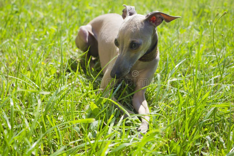 Levriero italiano fotografia stock. Immagine di levriero - 26184756
