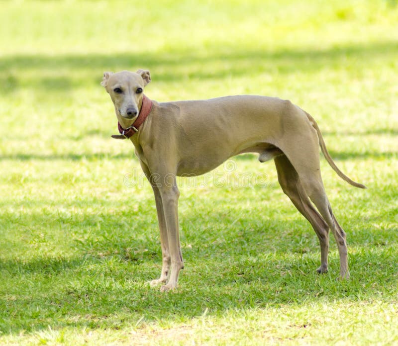 Levriero italiano fotografia stock. Immagine di sano - 35292038