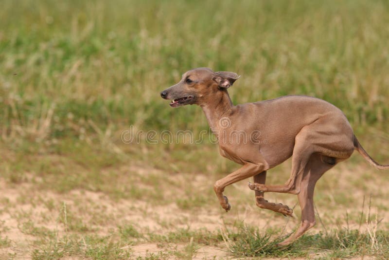 Cucciolo Del Levriero Italiano Fotografia Stock - Immagine di sfondo ...