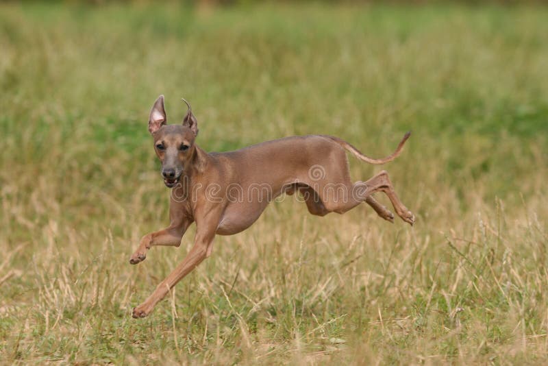 Cucciolo Del Levriero Italiano Fotografia Stock - Immagine di sfondo ...