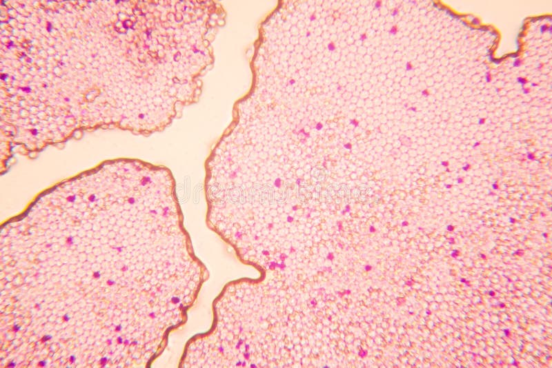 Levure au microscope image stock. Image du microscopique - 111147649