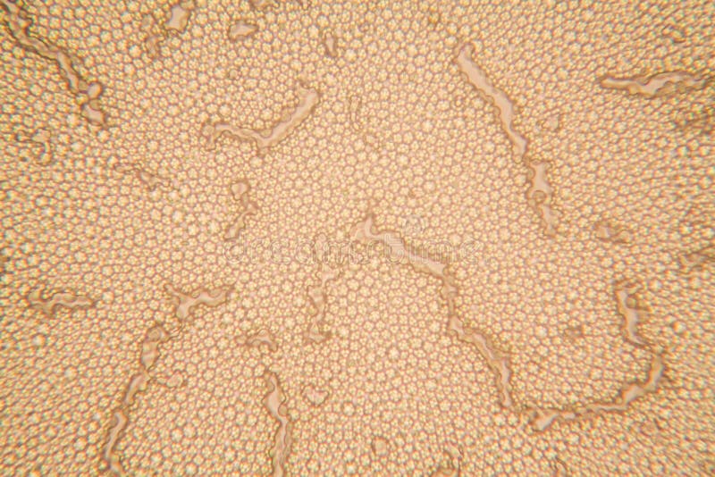 Levure au microscope image stock. Image du microscopique - 111147649