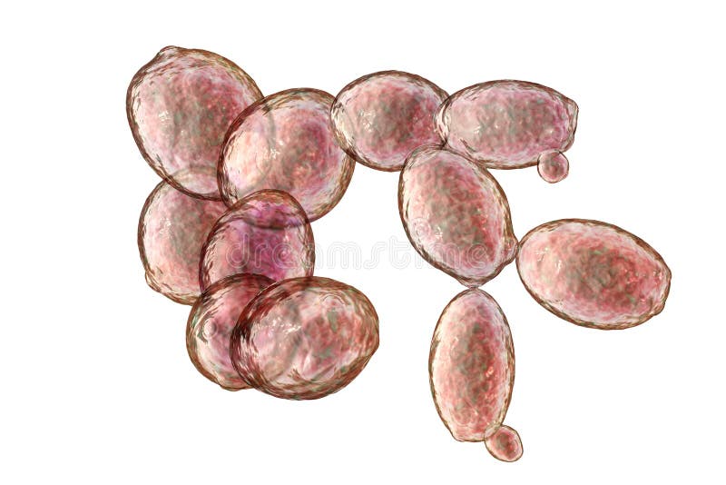 Levure De Saccharomyces Cerevisiae Illustration Stock - Illustration du ...