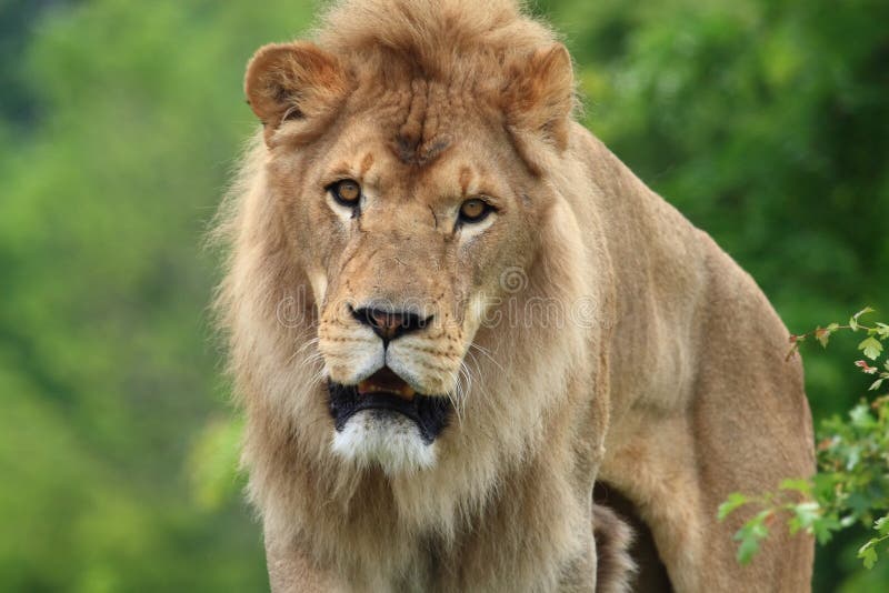 Lew zdjęcie stock. Obraz złożonej z africa, samiec, zwierz - 11168034